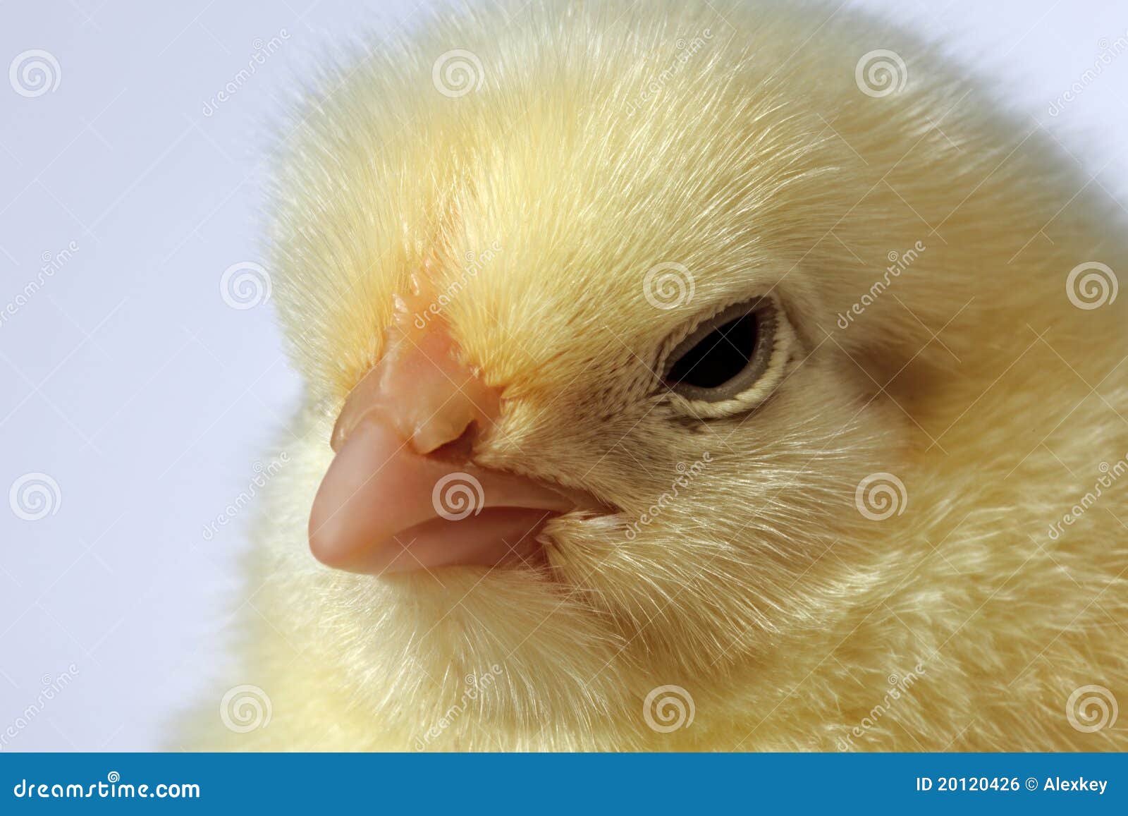 Close-up baby chicken head stock photo. Image of adorable - 20120426