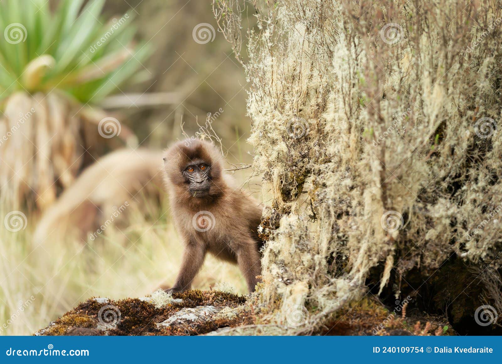 Close Up of a Baby Gelada Monkey Grazing in Simien Mountains, Ethiopia ...