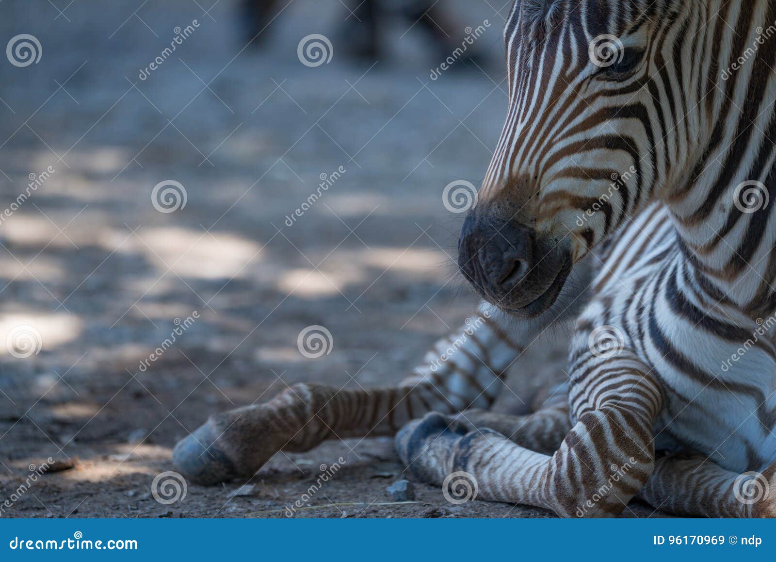 Close-up of Baby Grevy Zebra Lying Down Stock Image - Image of animals ...