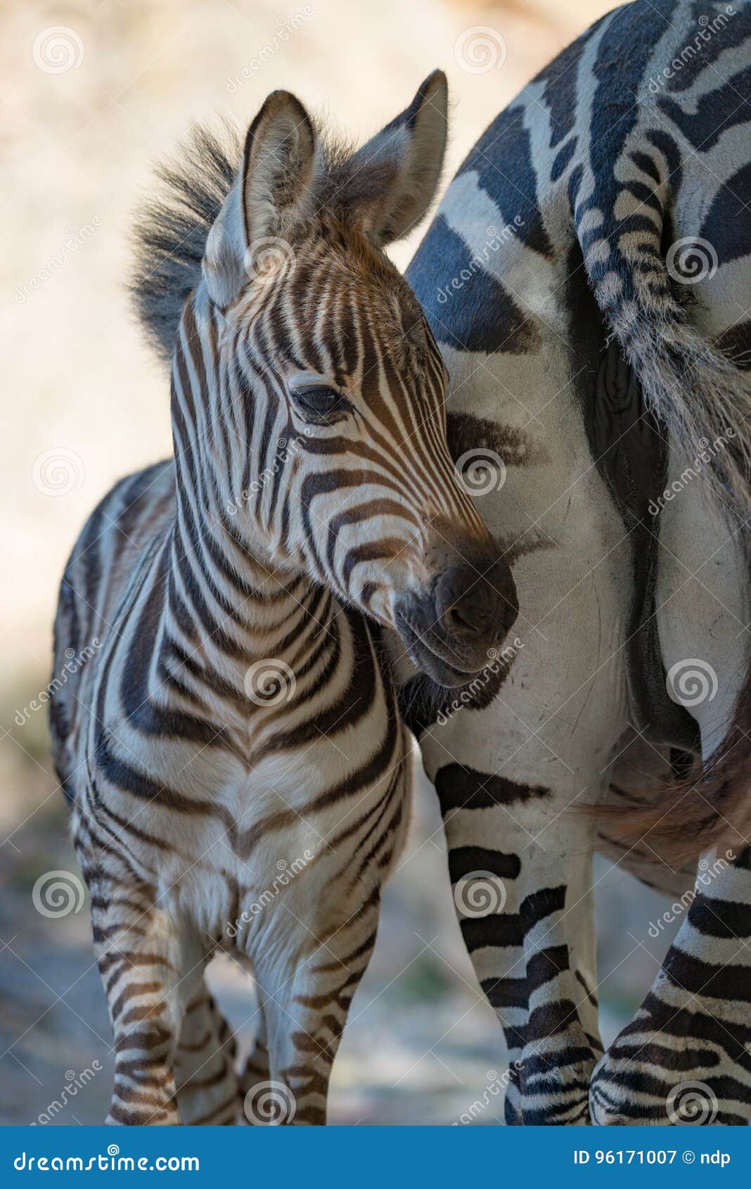 Close-up of Baby Grevy Zebra by Mother Stock Image - Image of imperial ...