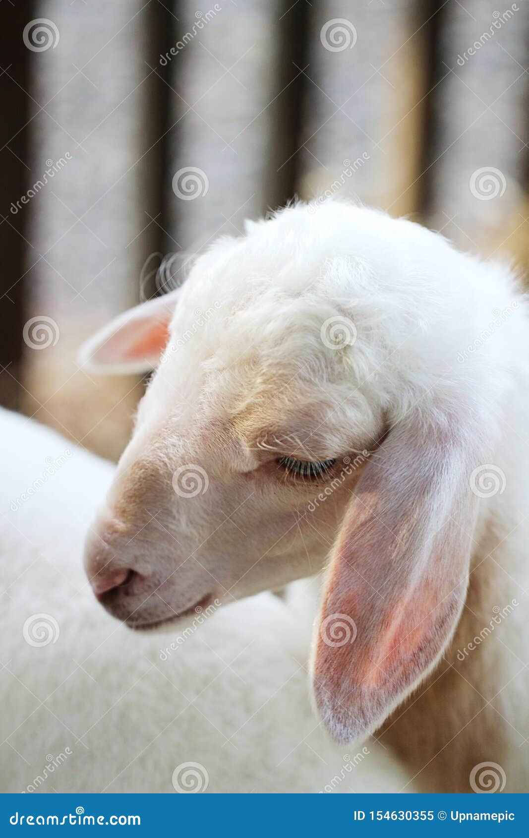 Close Up Baby Lamb Face in Farm, Sheep. Stock Image - Image of face ...