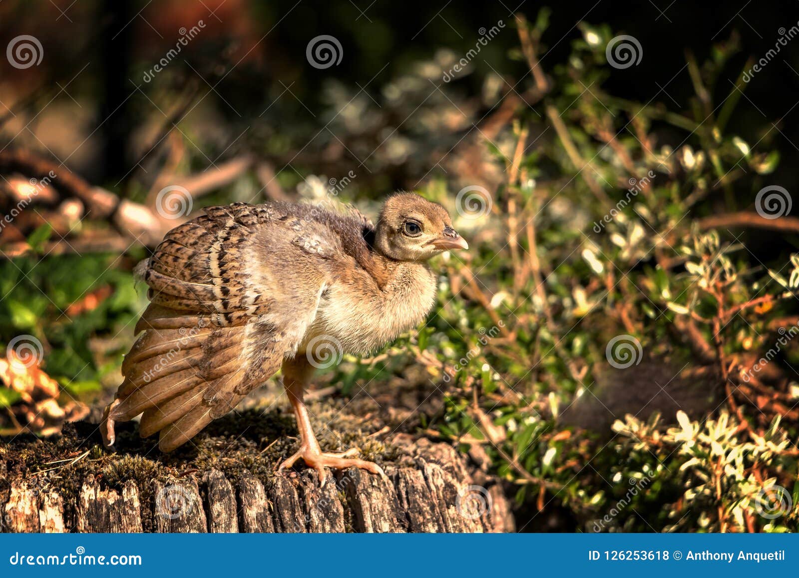 Peachick in close up stock photo. Image of eyes, beak - 126253618