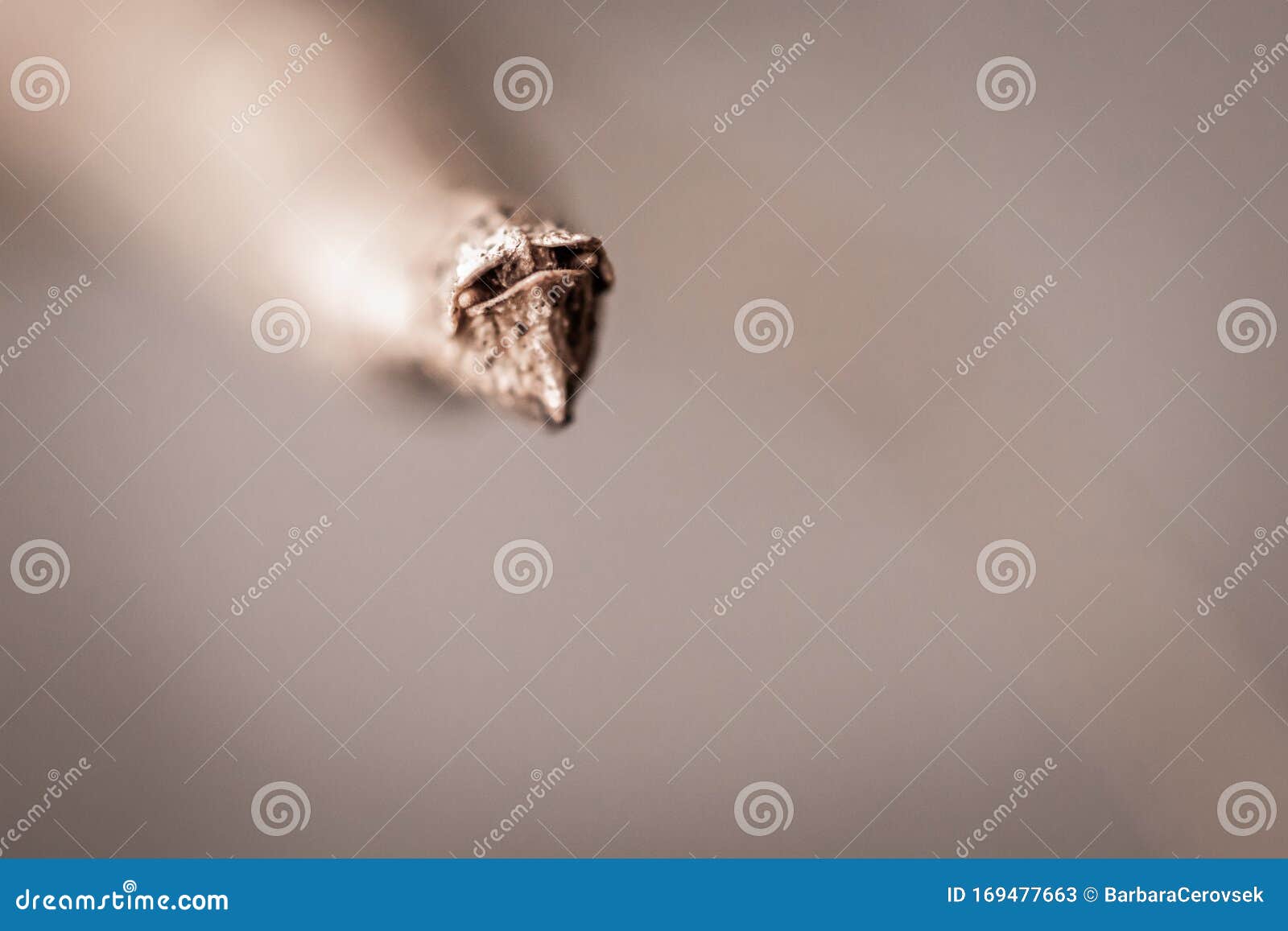 Close Up of Back Buttock of Phasmatodea, Phasmida, Camouflage Animal ...