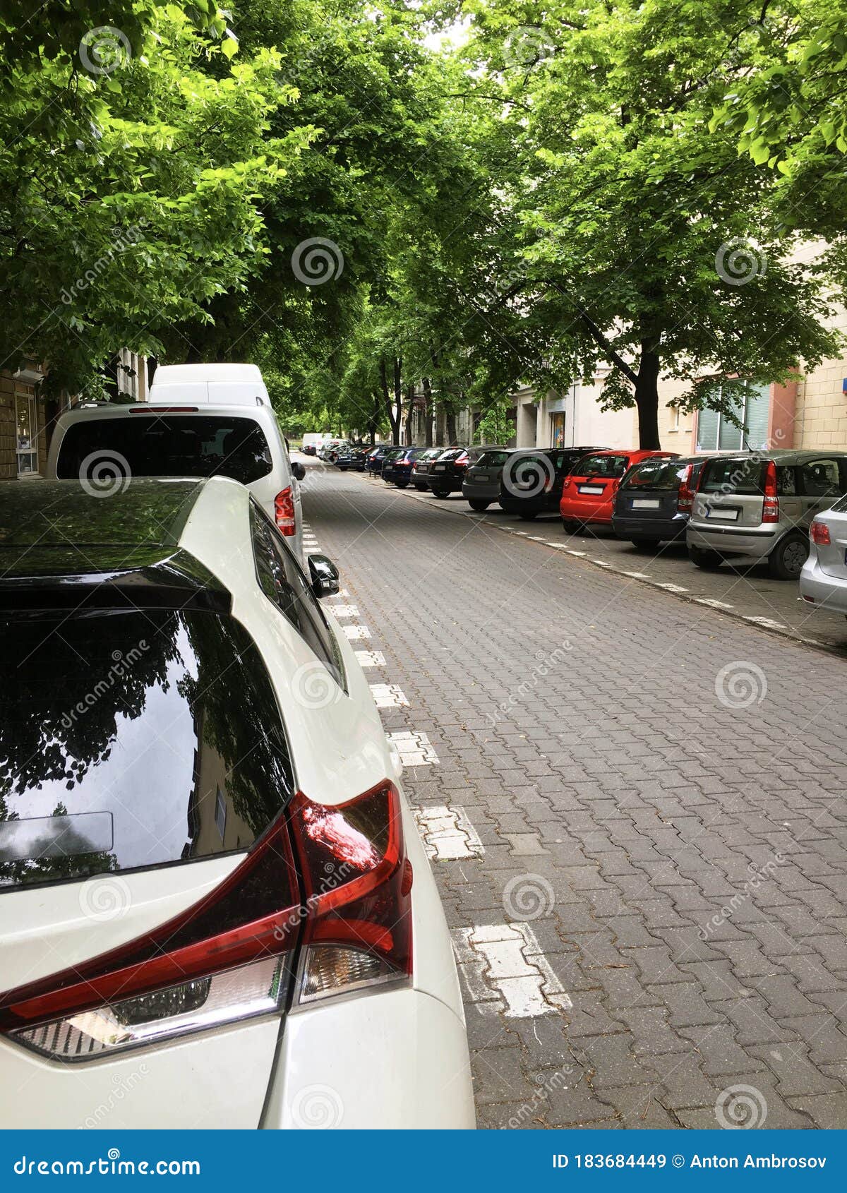 Close Up Back of 2 Cars Parking on the Road and Under Tree Stock Image ...