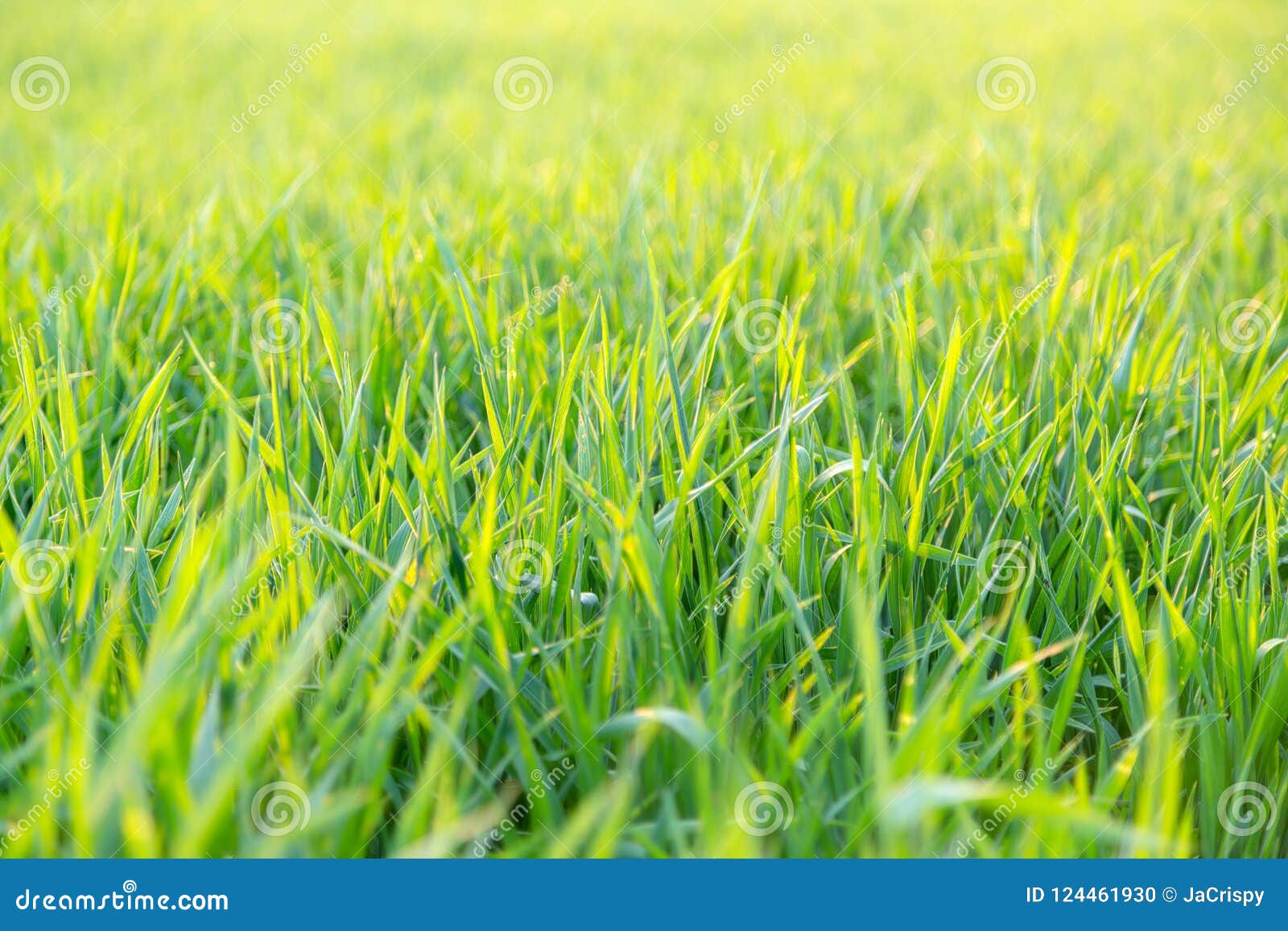 Close Up Back Lit Green Grass Low Angle Stock Photo - Image of harvest ...