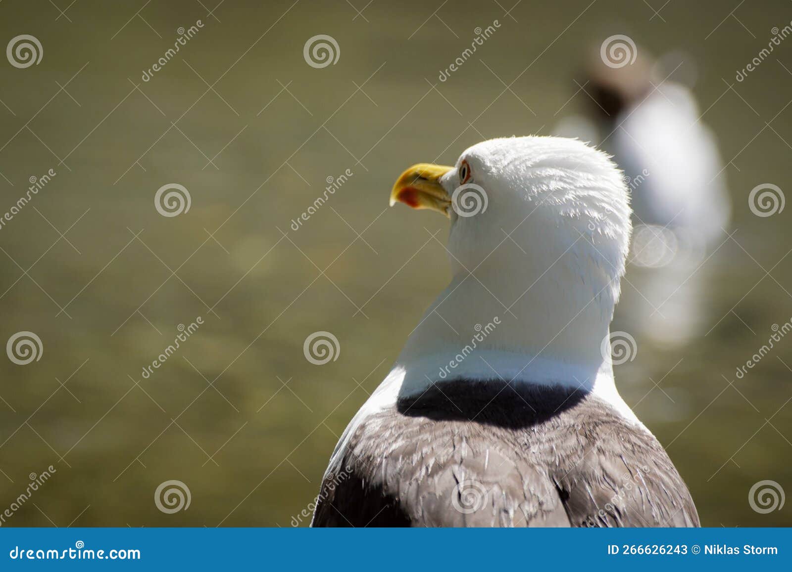 Close-up of the Back of a Seagull S Head Stock Image - Image of ...