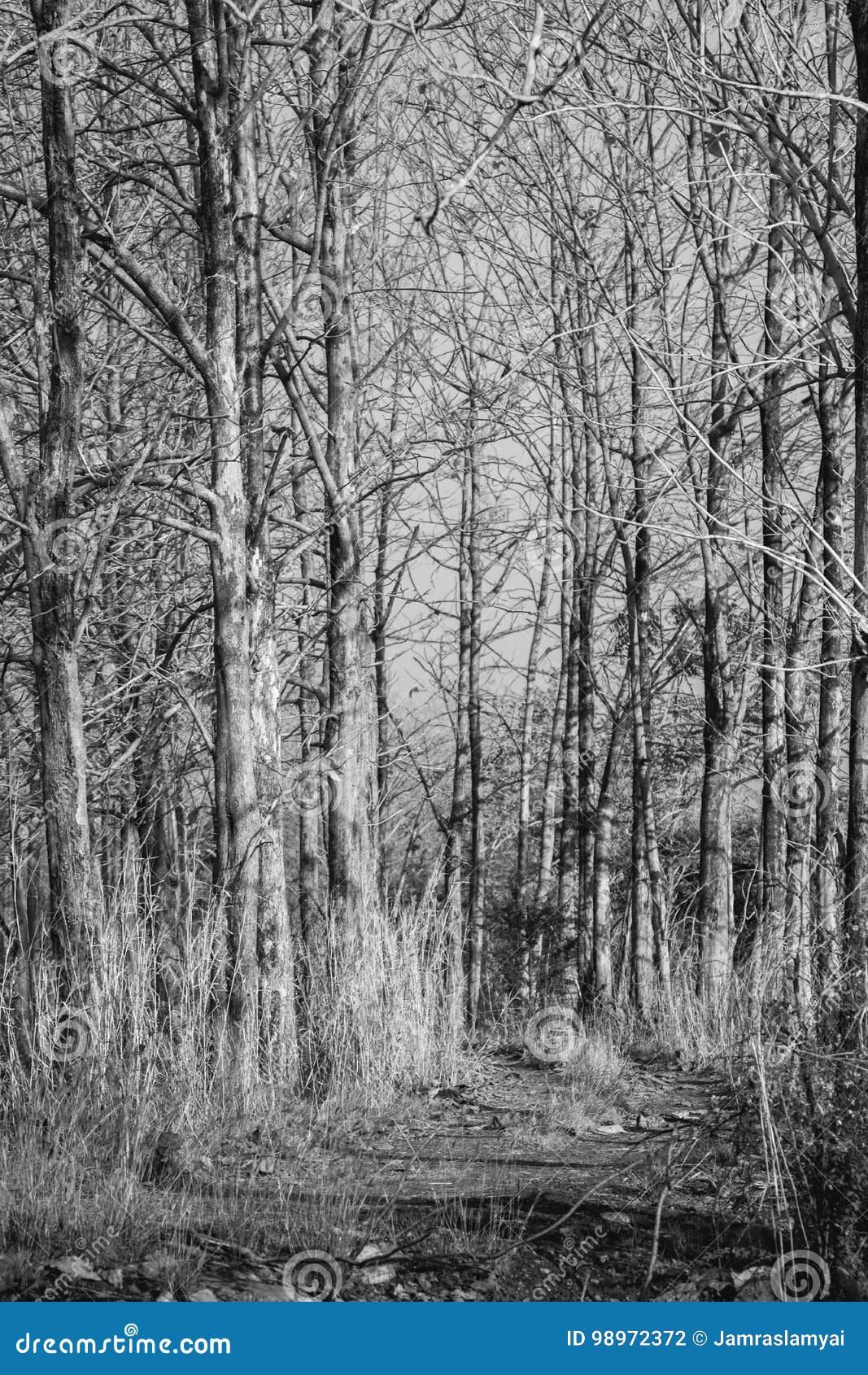 Back and White Dry Trees Abstract Background Stock Photo - Image of ...