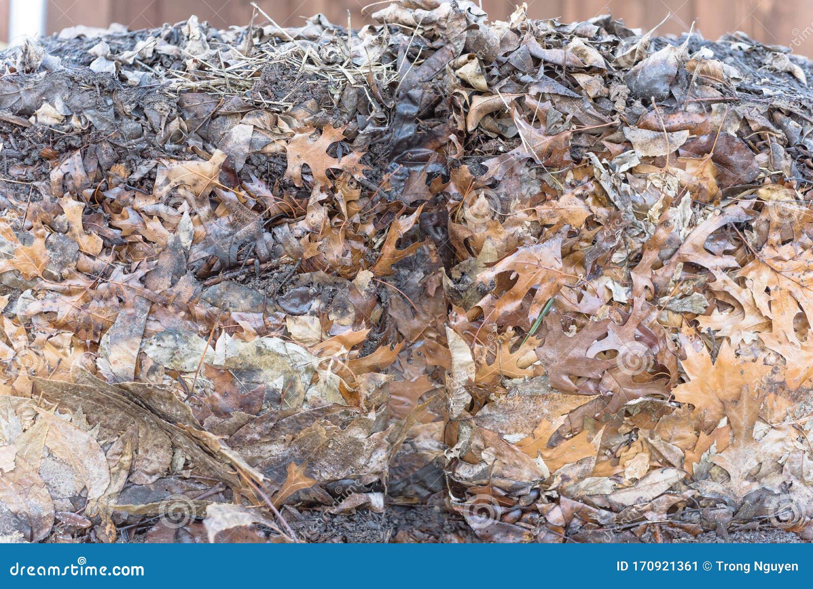 Close-up Background of Aged Dried Leaf Mulch Compost in a Leaf Pile ...