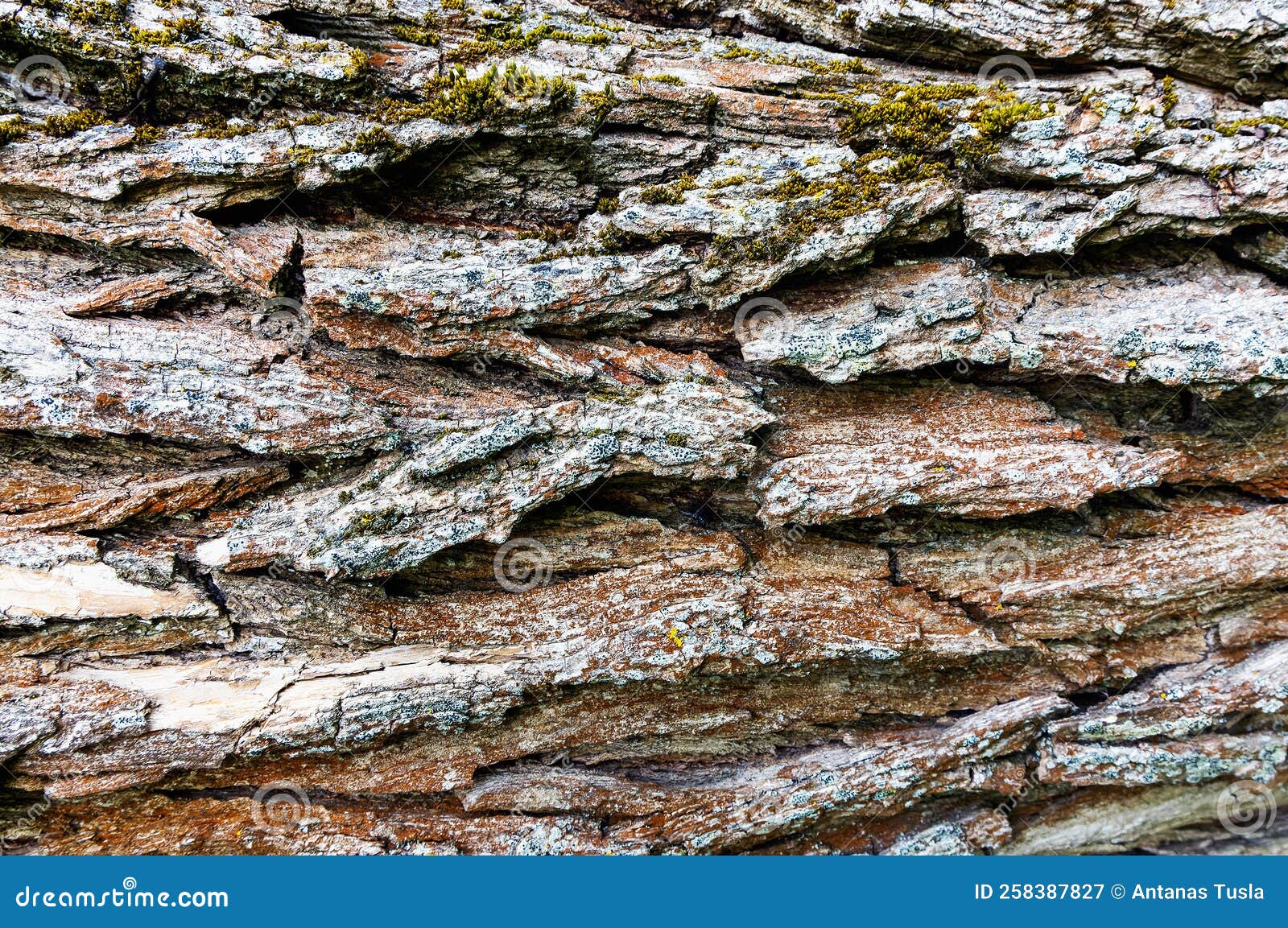 Old Willow Bark Texture Background Close Up Stock Image - Image of ...