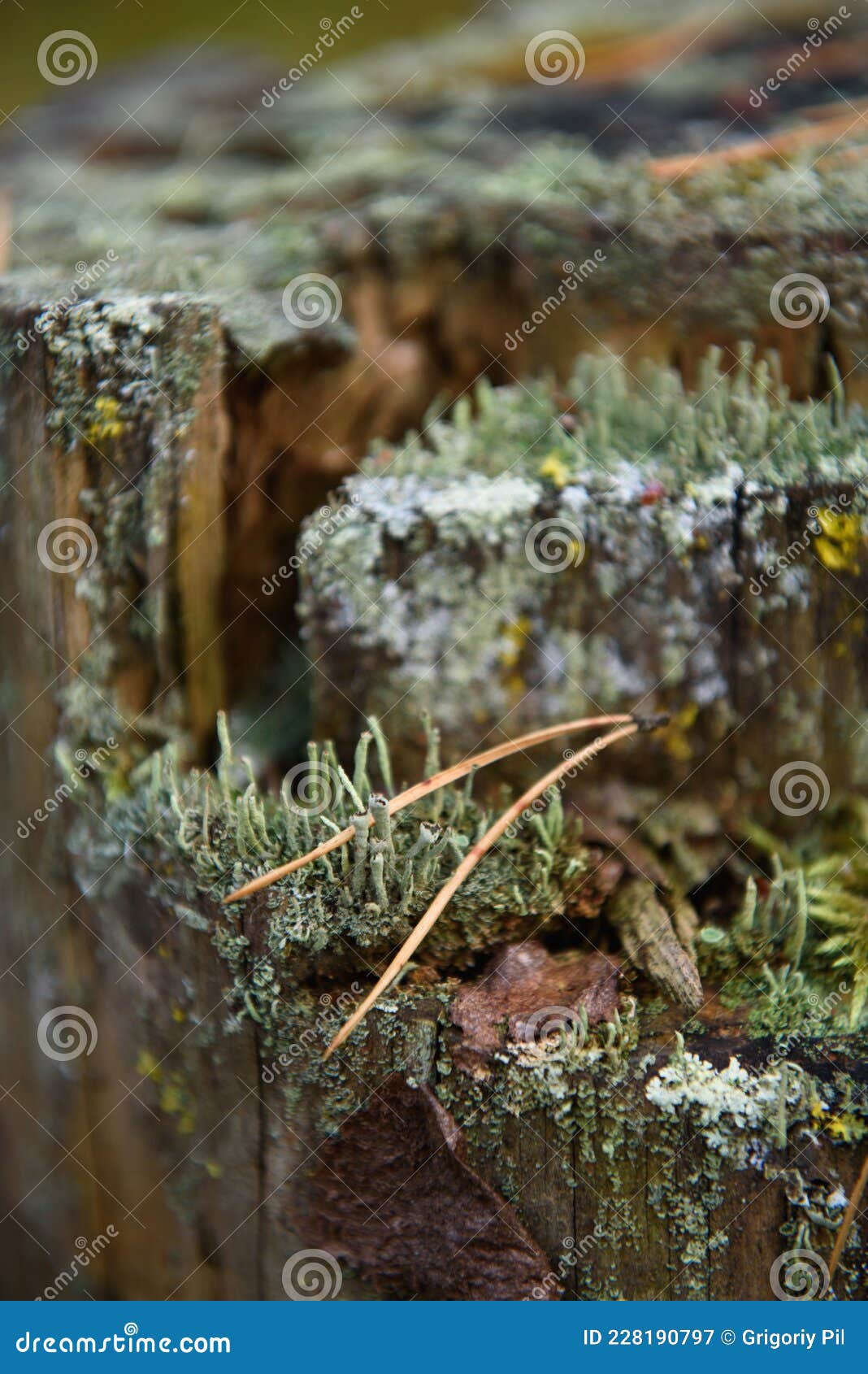 Close Up Background of Forest Micro Plants Stock Image - Image of flora ...