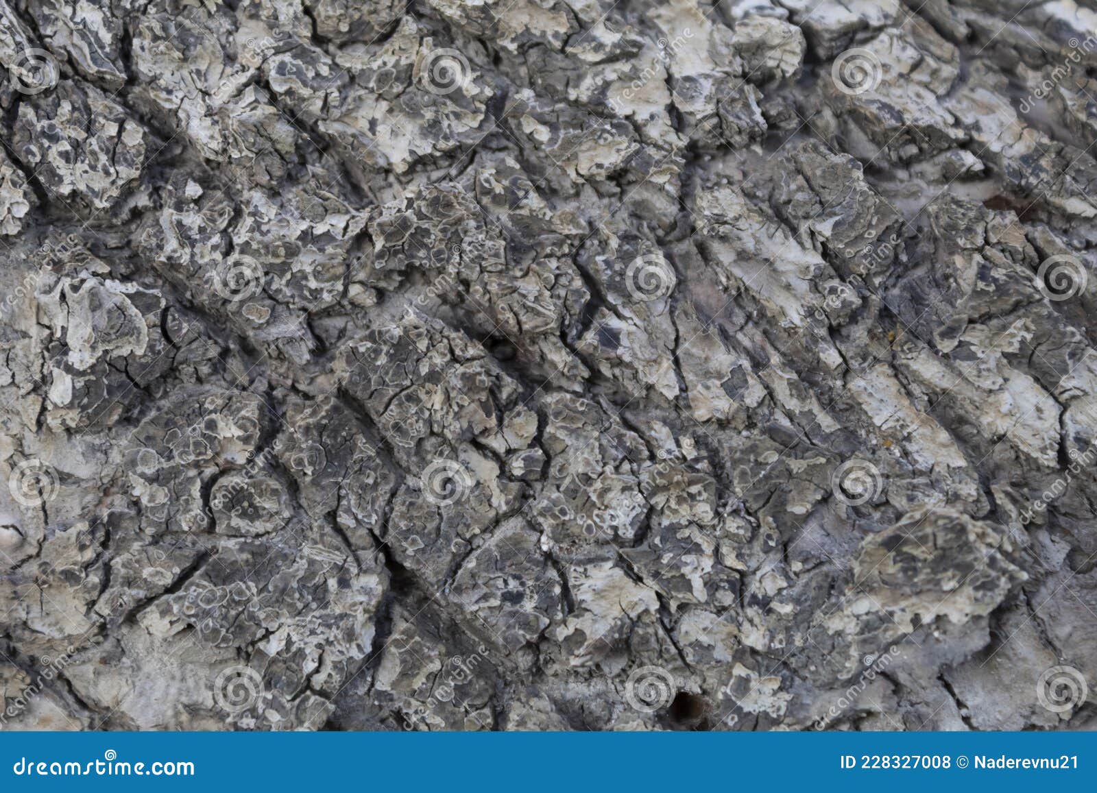 The Bark of an Old Apple Tree Stock Photo - Image of natural, garden ...