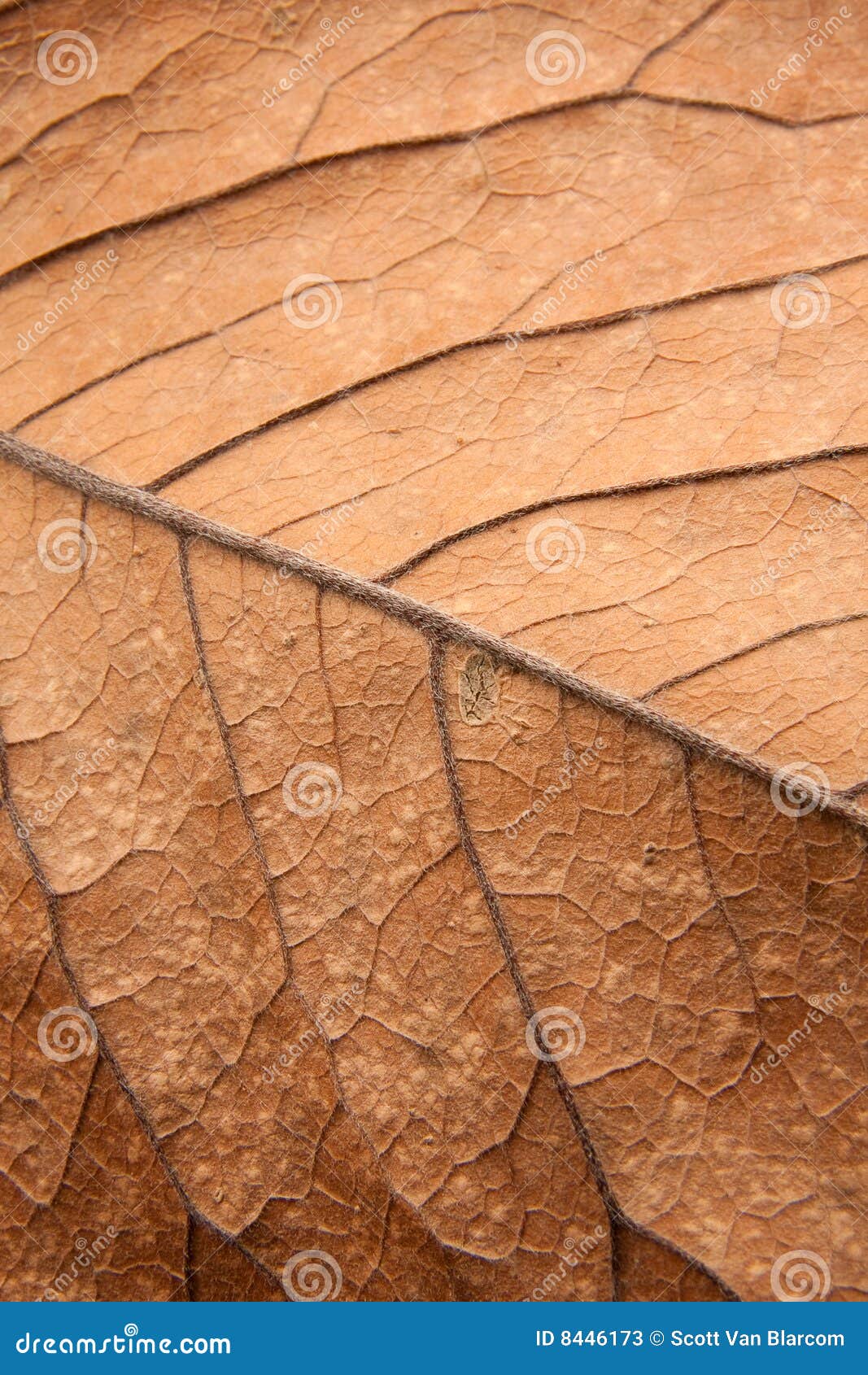 Dry Brown Leaf Texture Stock Photo | CartoonDealer.com #69213936