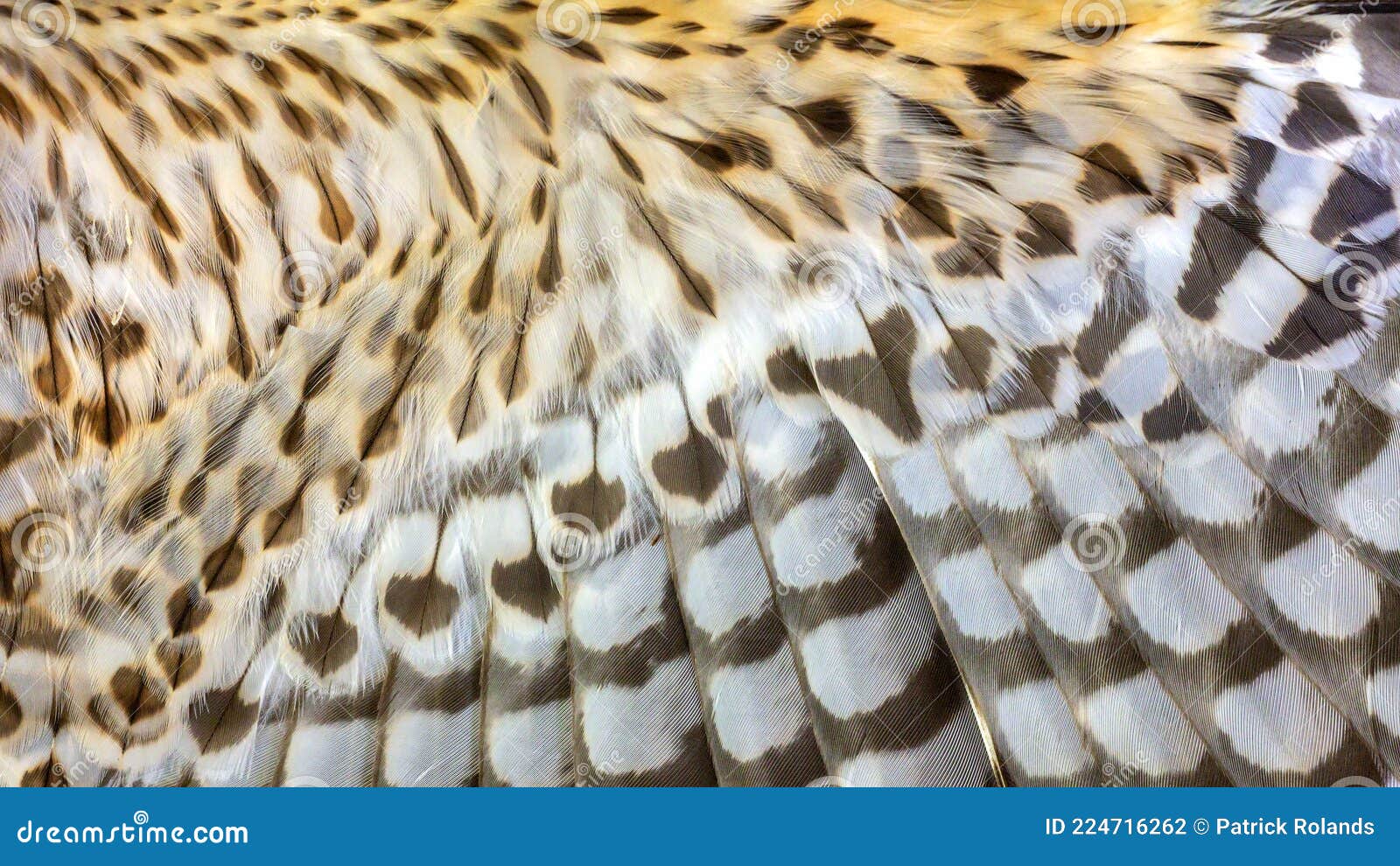 Close Up Background Texture of the Inside Feathers of a Hawk`s Wing ...