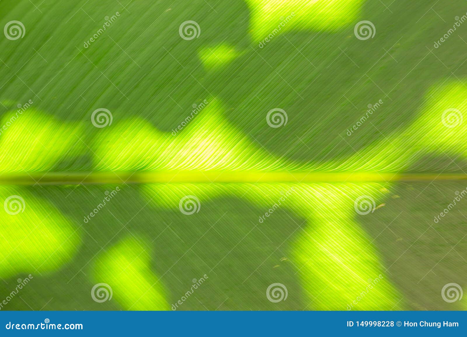 Close Up of Backlit Leaf Green Background Showing Viens and Surface ...