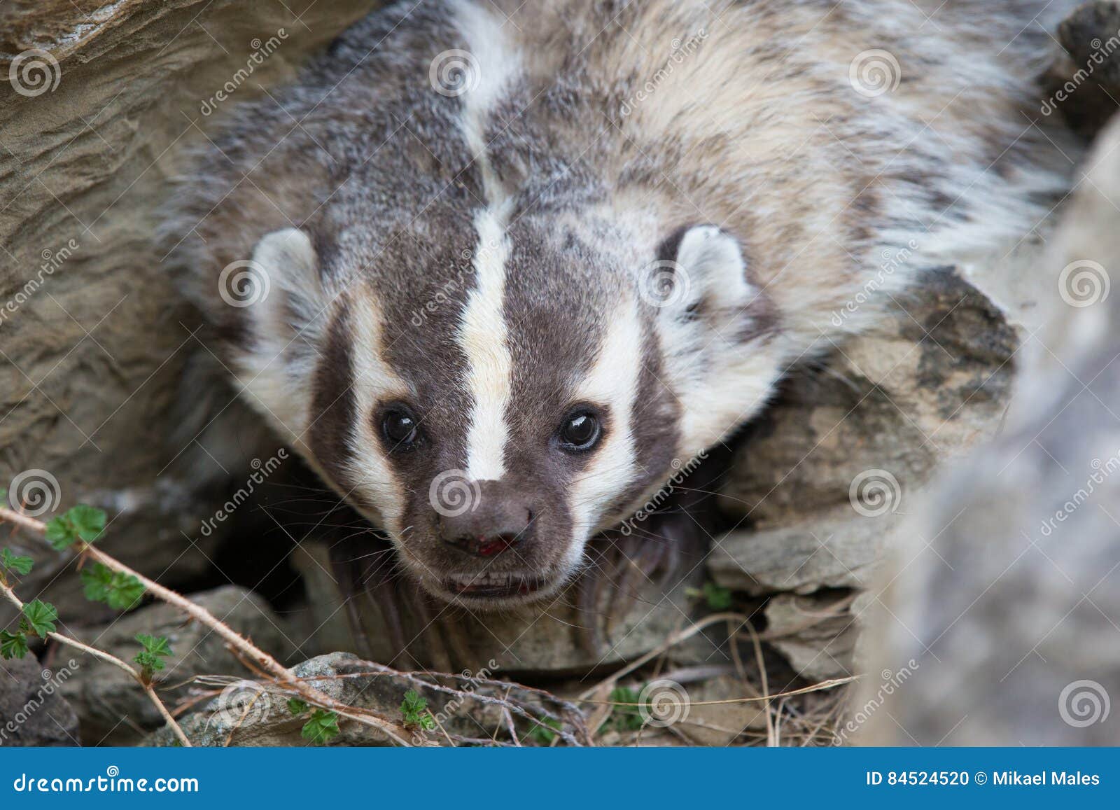 Close-up of badger face stock photo. Image of badger - 84524520