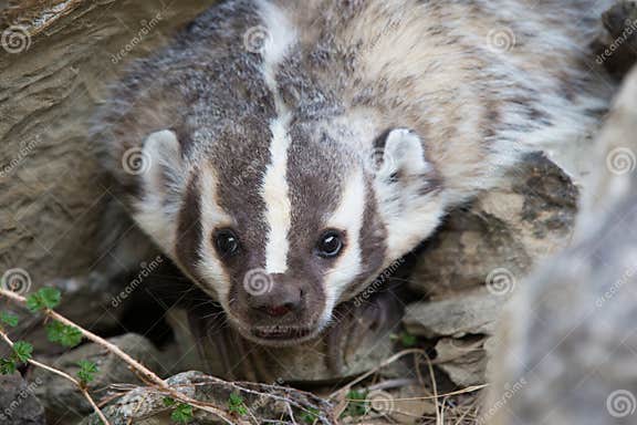 Close-up of badger face stock photo. Image of badger - 84524520