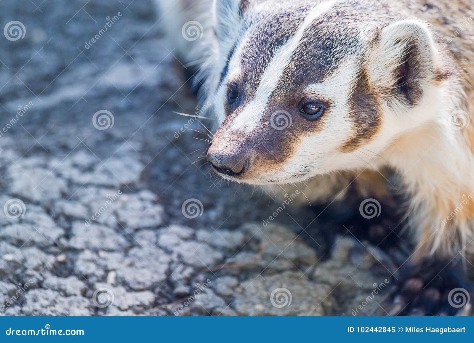 Badger on the move stock image. Image of dark, north - 102442845