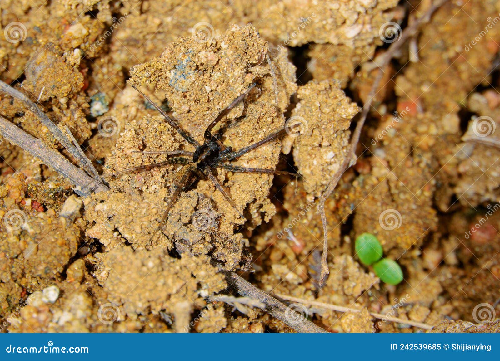 Spider stock image. Image of wildlife, life, soil, natural - 242539685