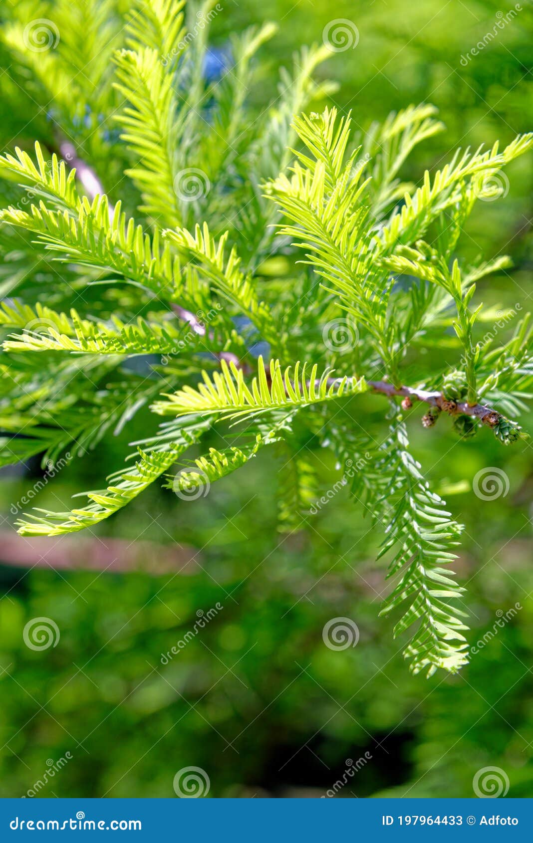 Close Up Of Bald Cypress Leaves Taxodium Distichum Stock Image Image