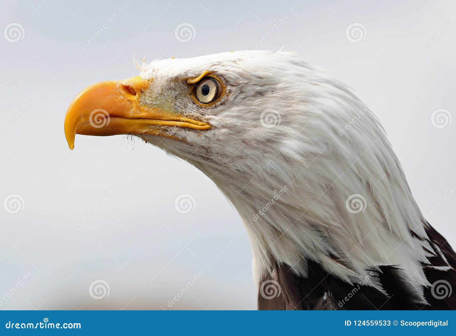 Portrait of an Angry Looking Bald Eagle Stock Image - Image of wildlife ...