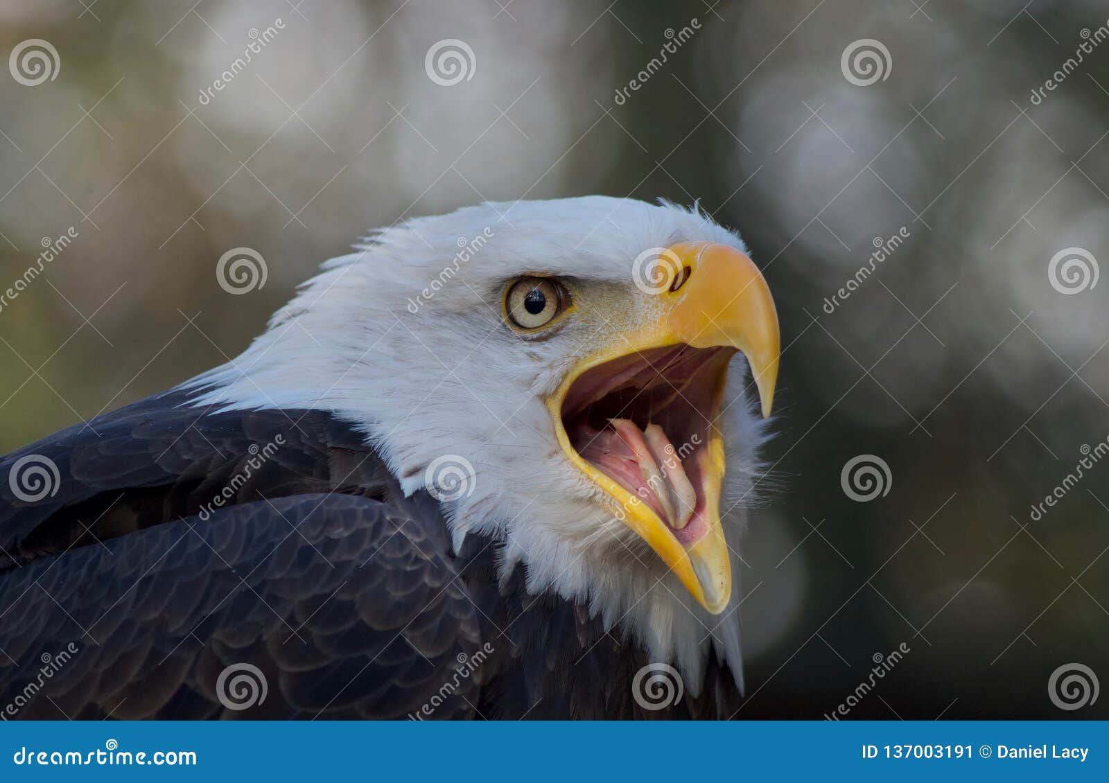 Close-up of a Bald Eagle Vocalizing, Showing Its Open Beak Stock Image ...