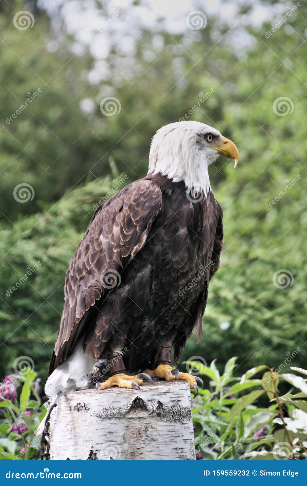 A close up of a Bald Eagle stock photo. Image of hawk - 159559232