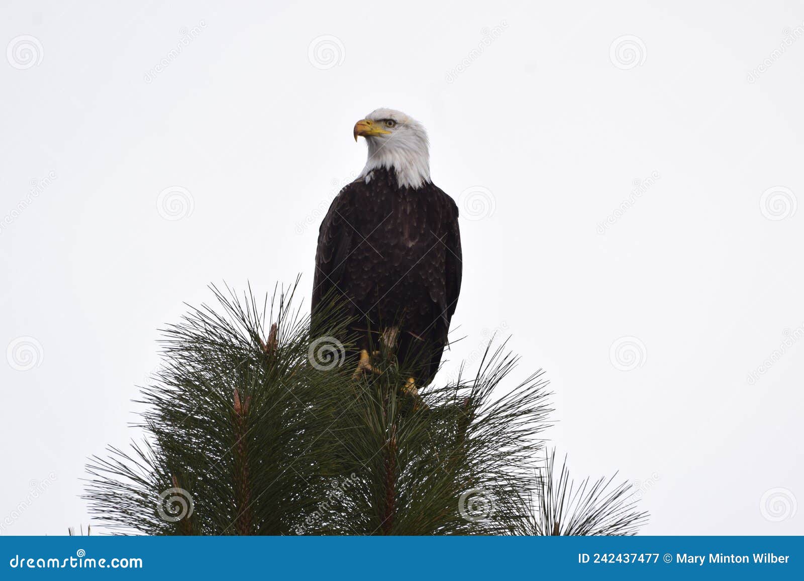 Close Up of Bald Eagle Perched on Tree. Stock Image - Image of feathers ...