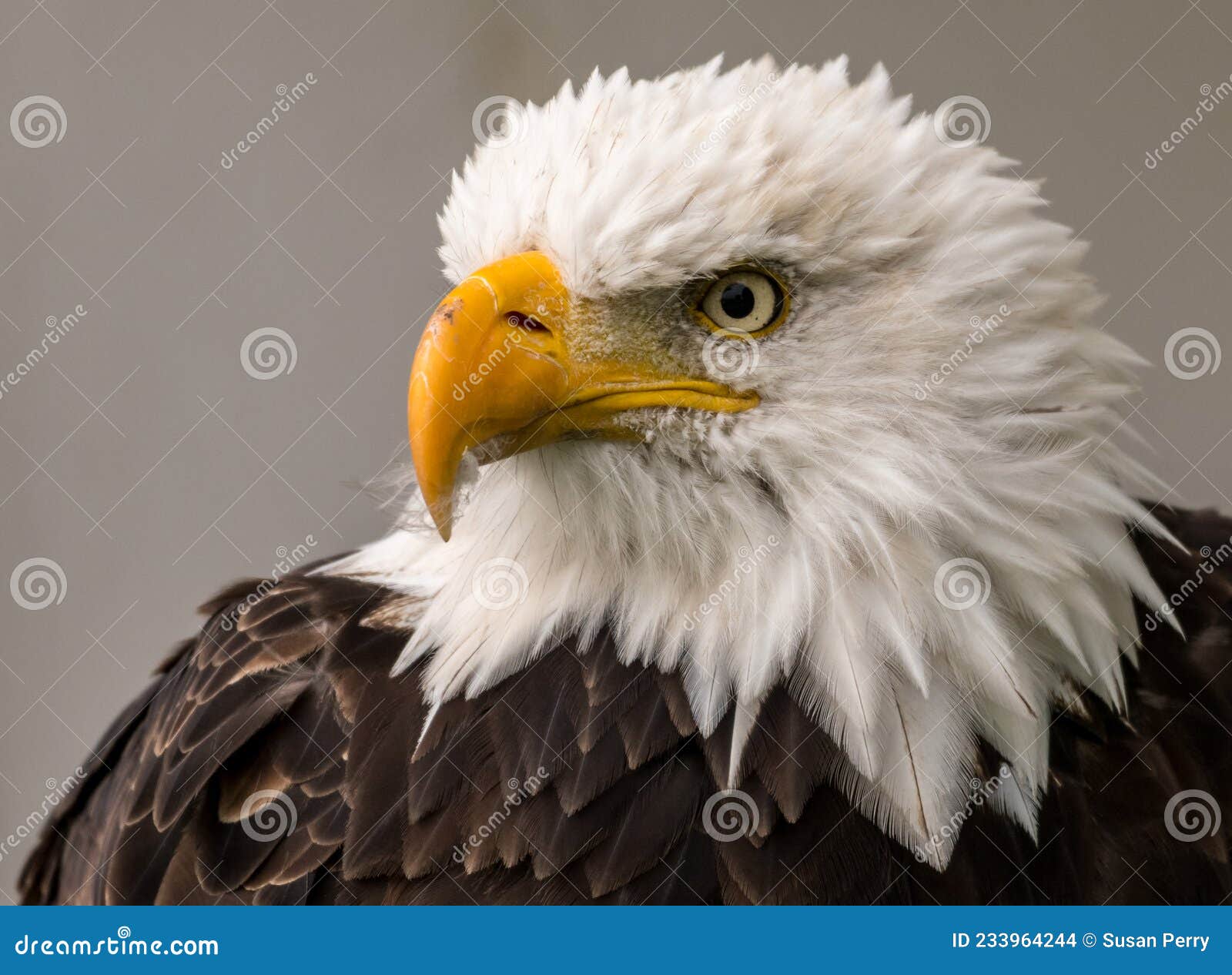 Close Up of a Bald Eagle, Yellow Beak Stock Photo - Image of hawk, bird ...