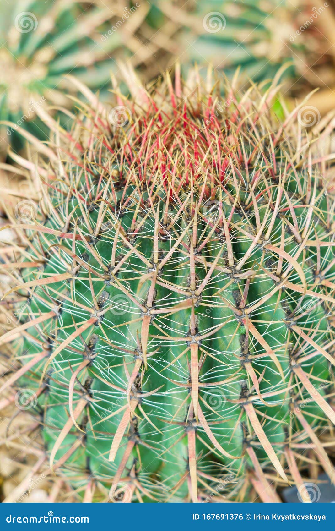 Close Up of Ball Shaped Cactus with Sharp Thorns. Natural Background ...