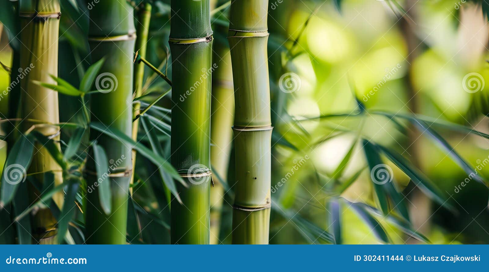 Close Up on Bamboo Forest Texture Web Background Stock Illustration ...