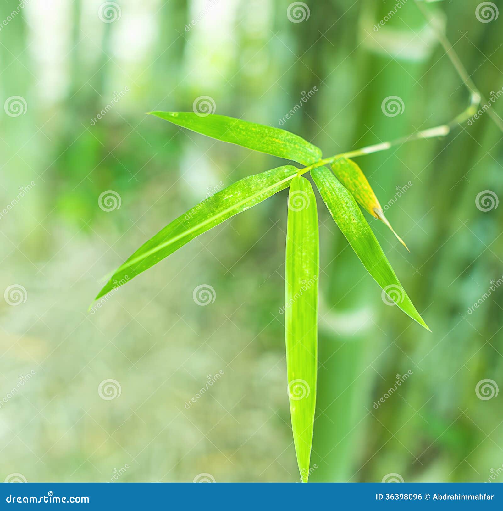 Close up of bamboo leaf stock photo. Image of chinese - 36398096
