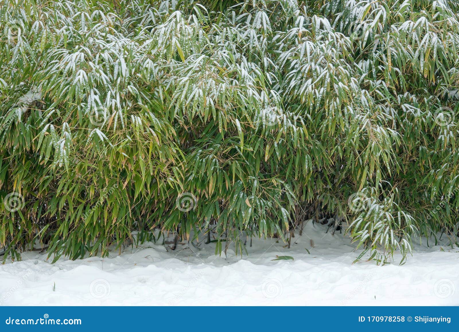 Winter bamboo stock photo. Image of garden, bamboo, landscape - 170978258