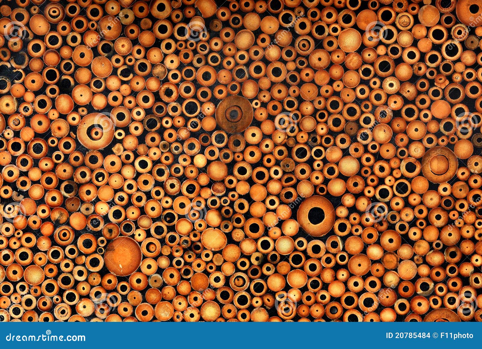 Close up of Bamboo texture stock photo. Image of asia - 20785484