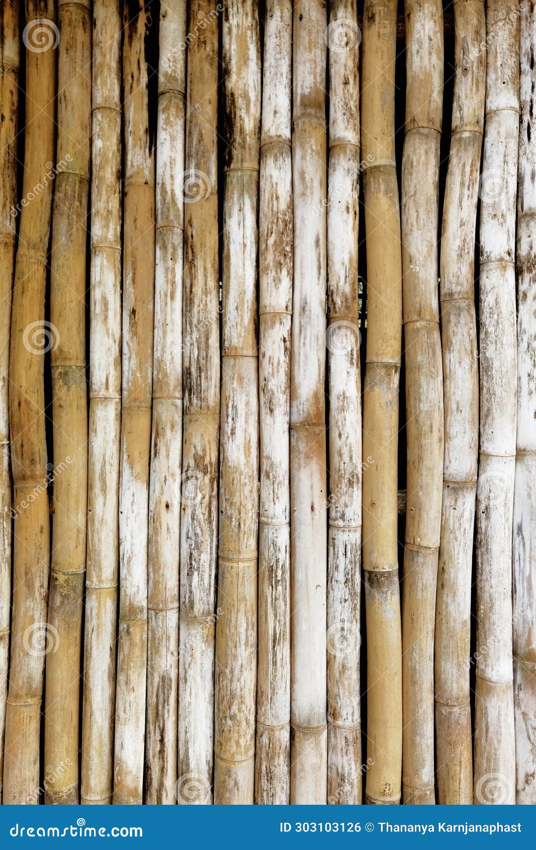 Close up of bamboo texture stock photo. Image of surface - 303103126