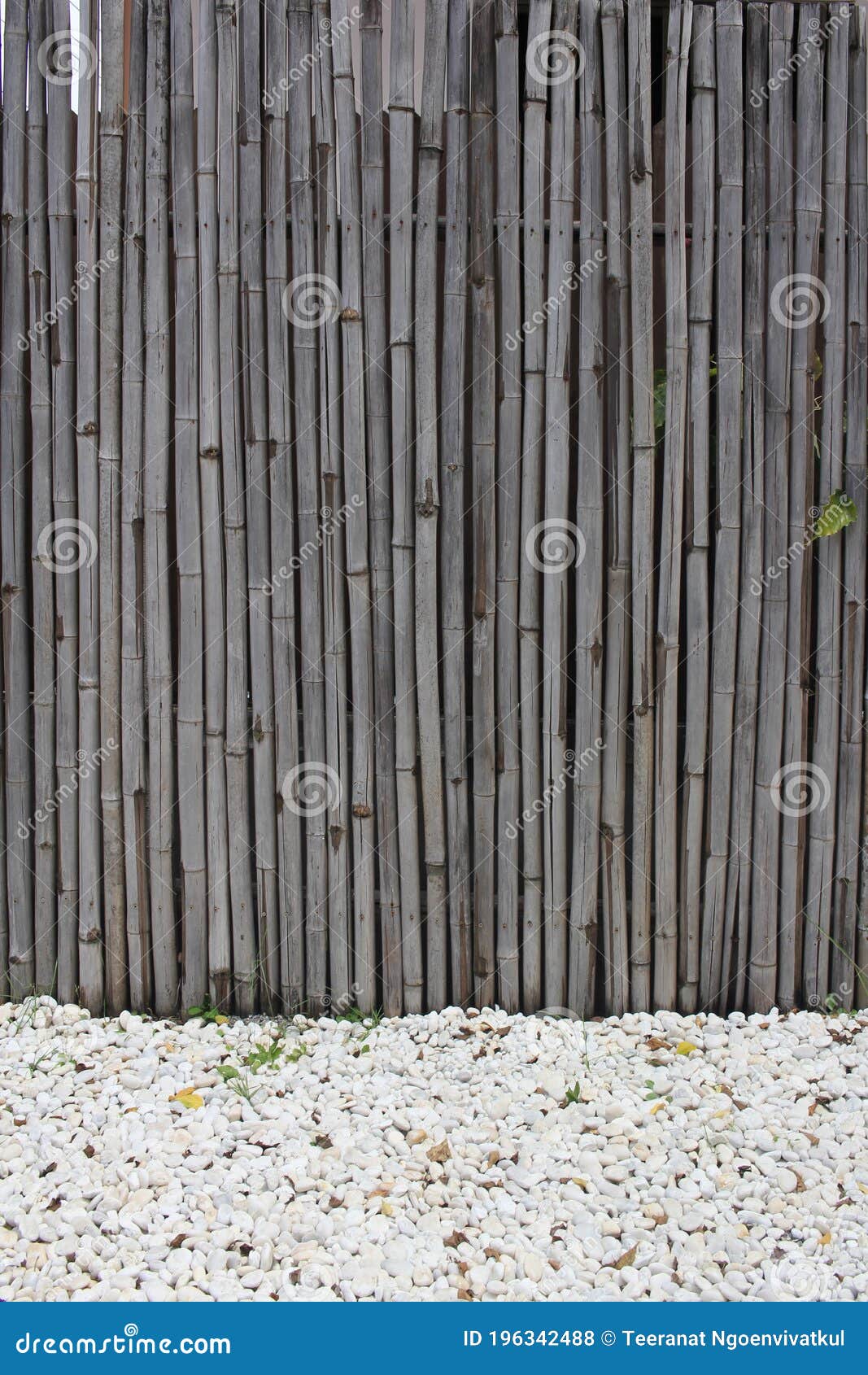 Close-up Bamboo Texture and Side Shadows with Natural Patterns ...