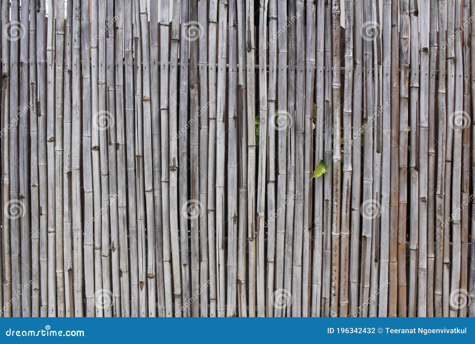 Close-up Bamboo Texture and Side Shadows with Natural Patterns ...