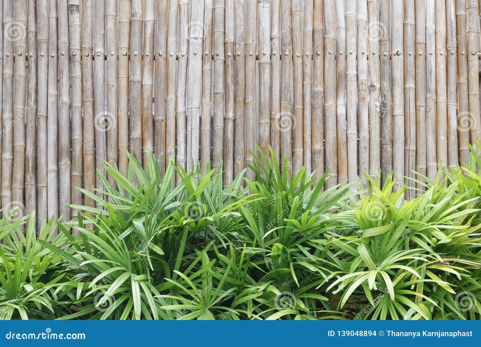 Close Up of Bamboo Wall Texture Stock Photo - Image of decoration ...