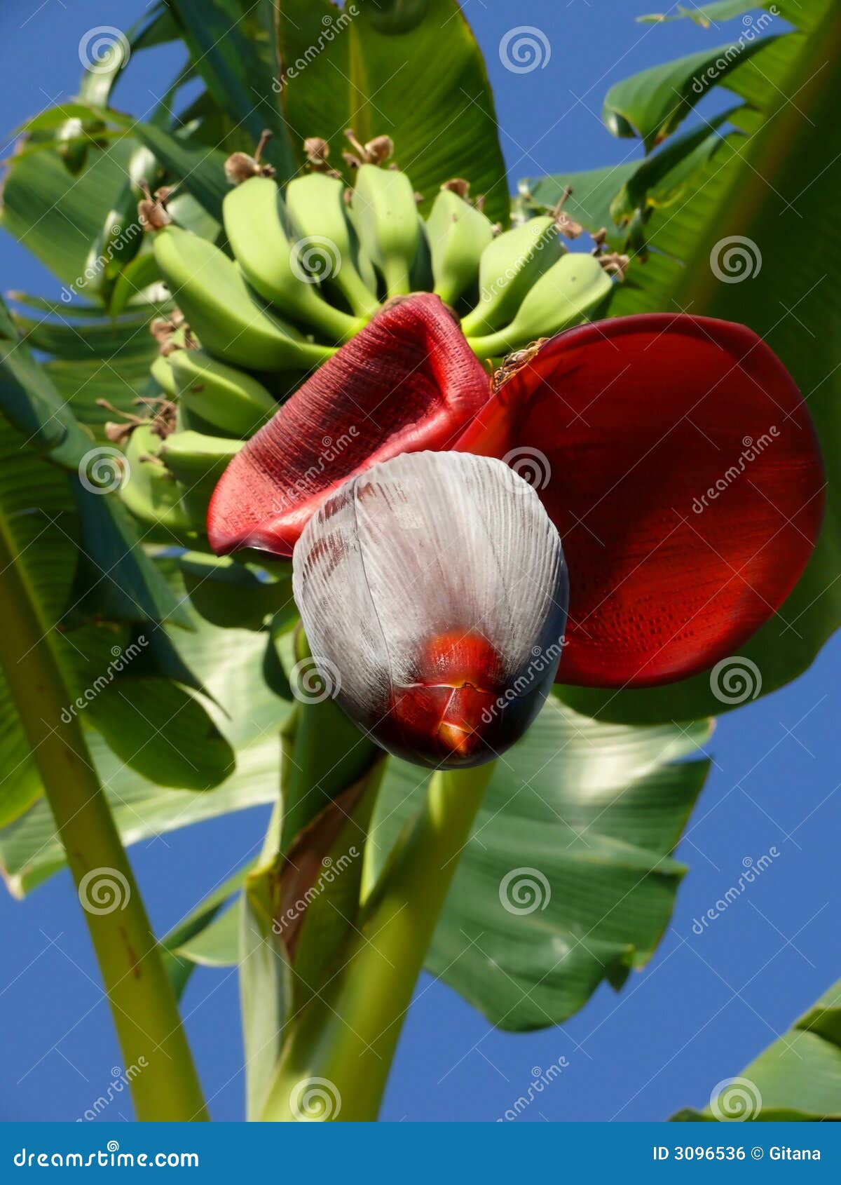 Close-up of banana bloom stock photo. Image of blossom - 3096536