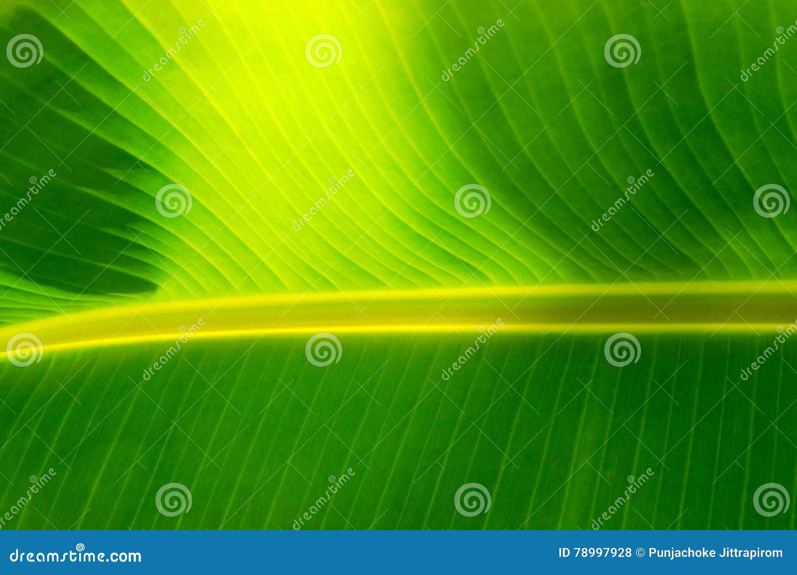 Parallel Lines In Nature