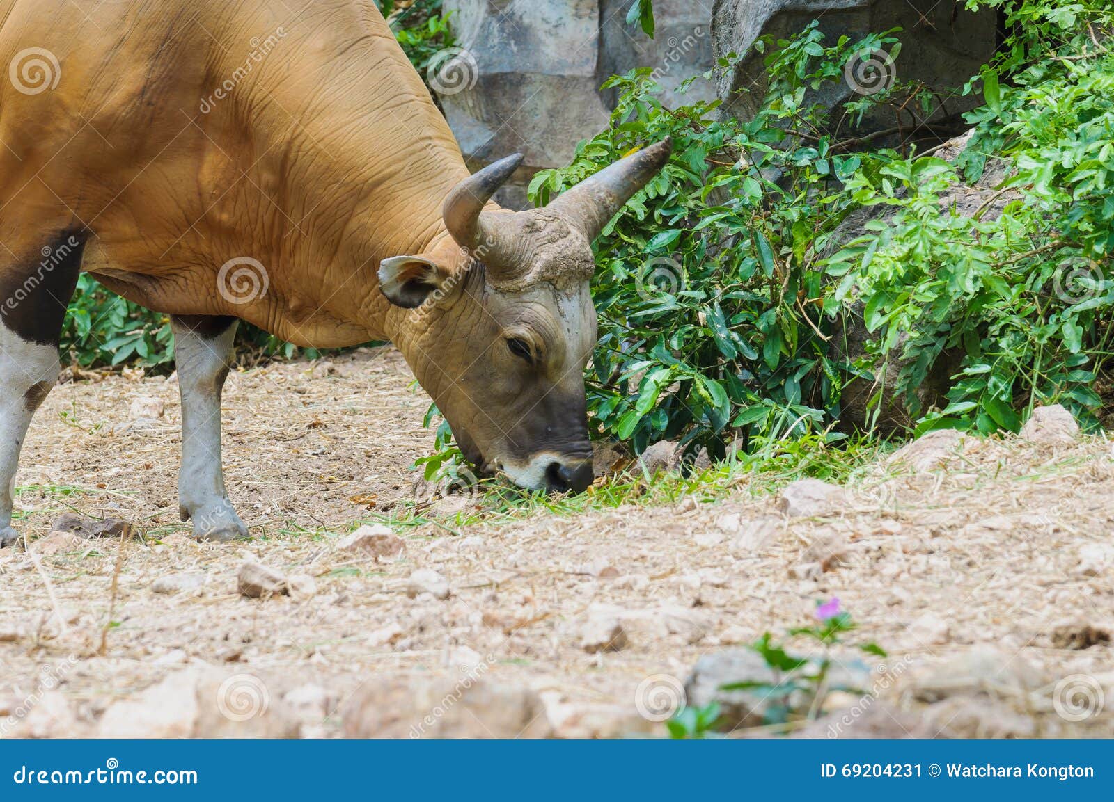 Close Up of Banteng (Bos Javanicus) Stock Image - Image of forecast ...