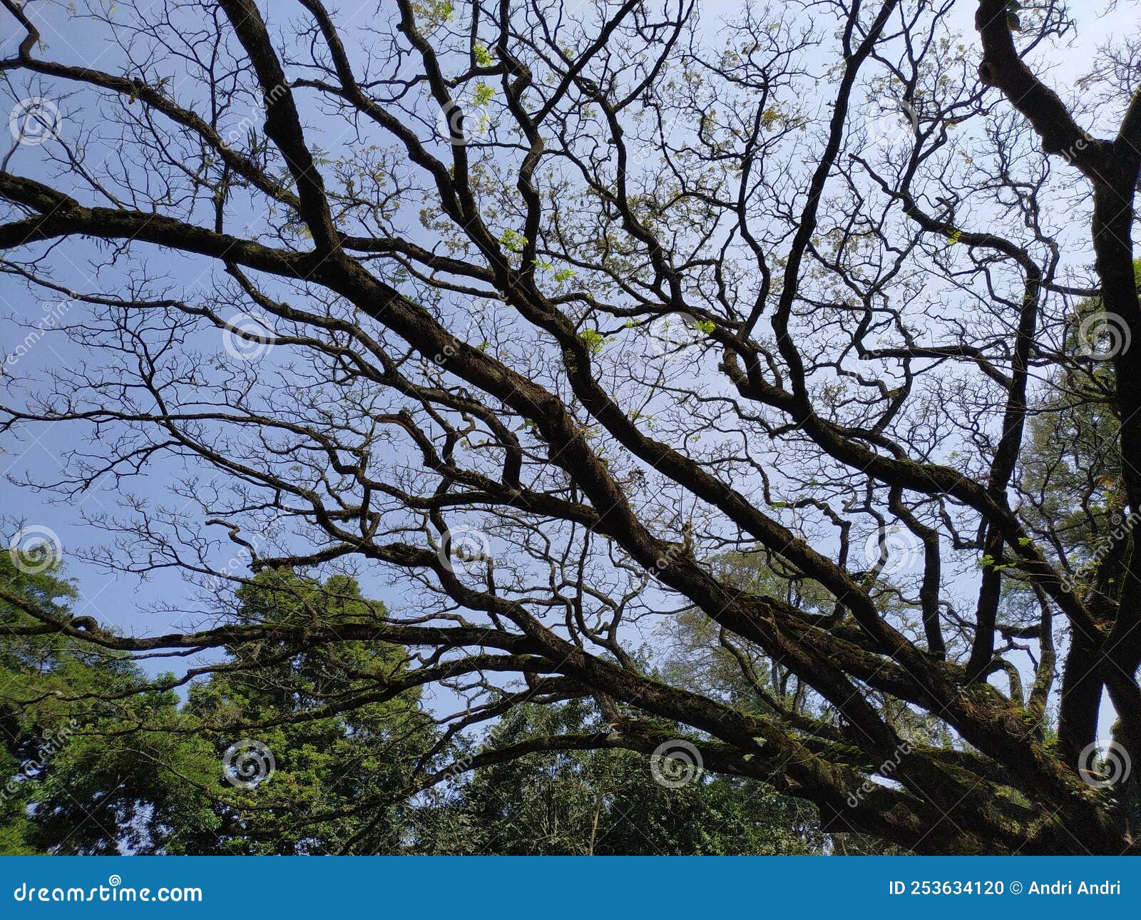 Close Up of Banyan Tree with Fallen Leaves Stock Photo - Image of tree ...