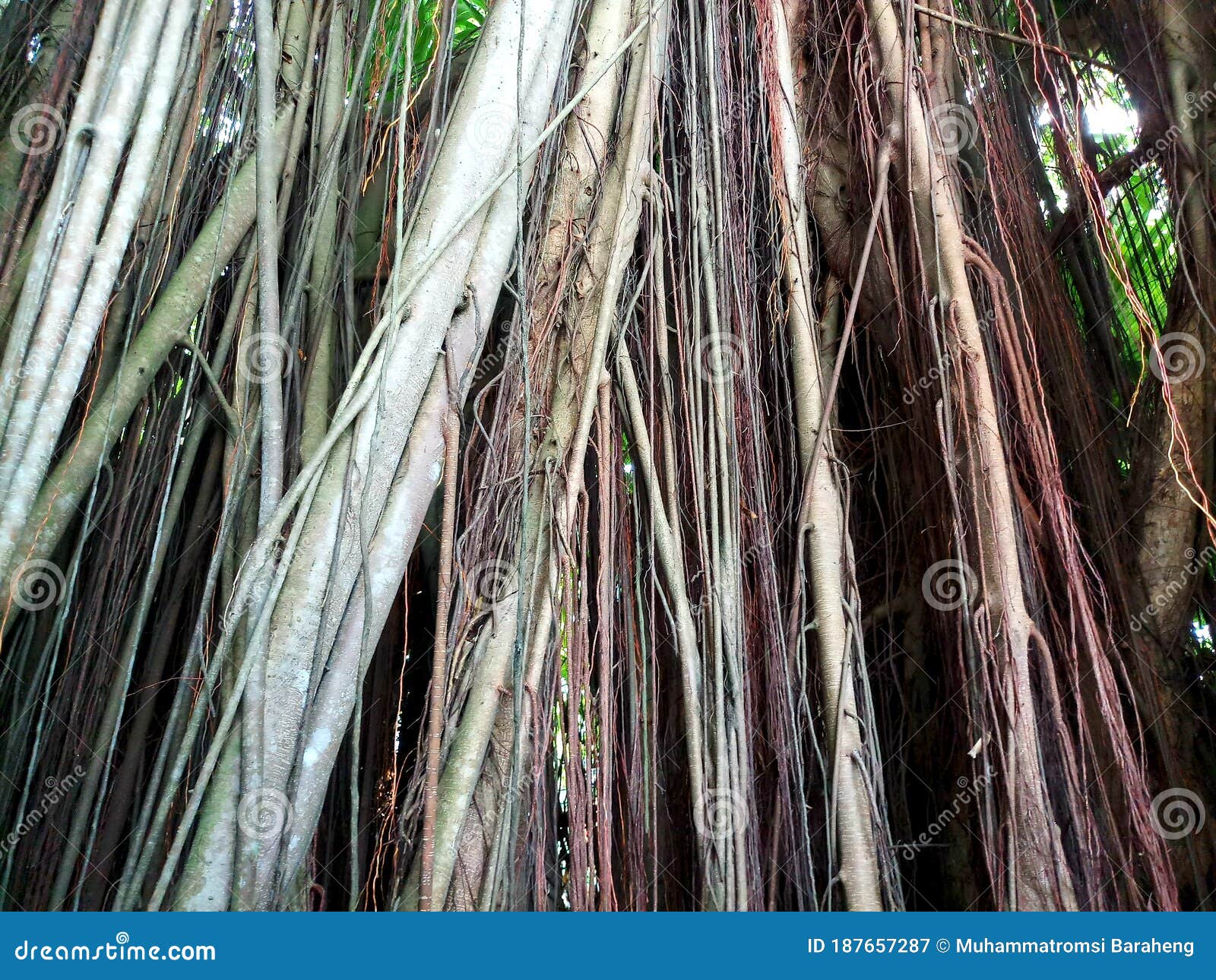 Close Up of Banyan Tree Roots with Sunlight in the Morning. Stock Image ...