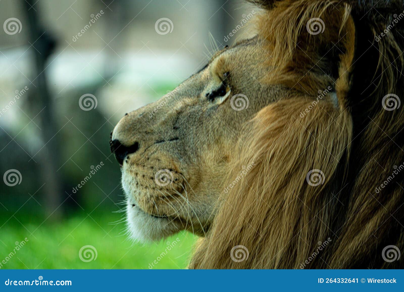 Close-up of a Barbary Lion in the Field Stock Image - Image of nature ...