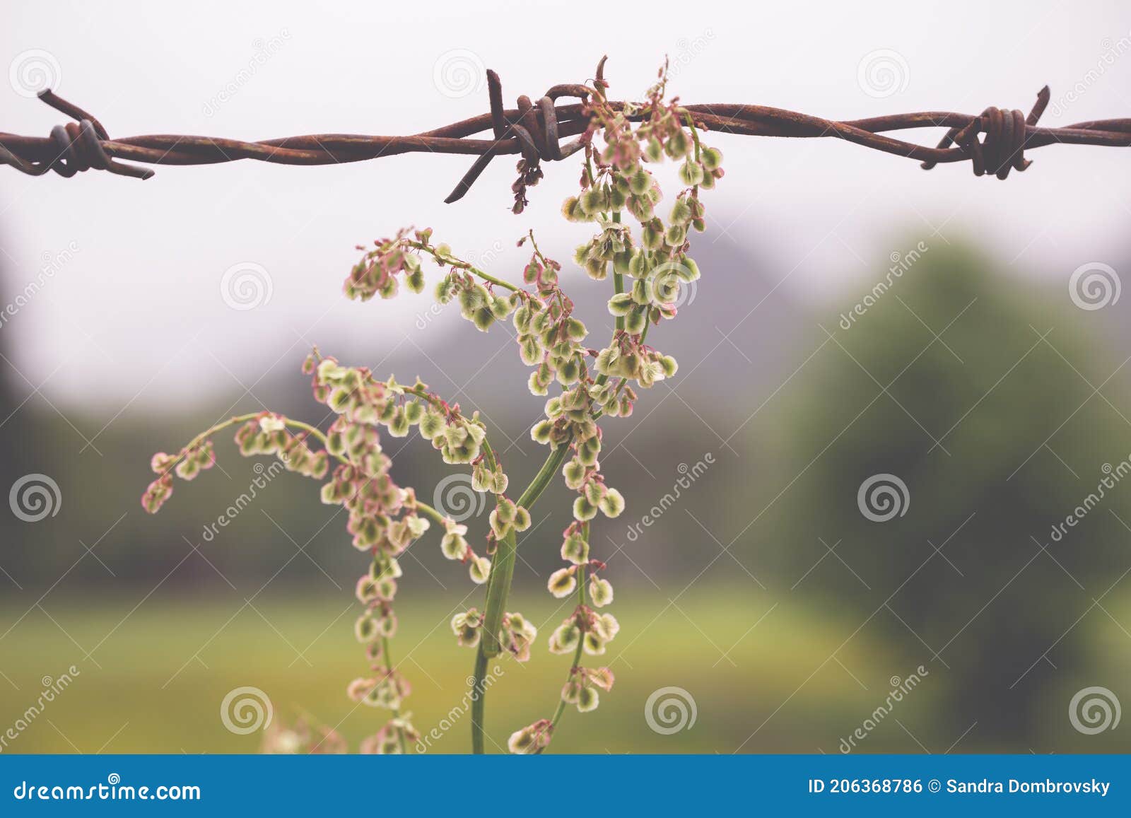 Close Up of a Barbed Wire with a Soft Background Stock Photo - Image of ...
