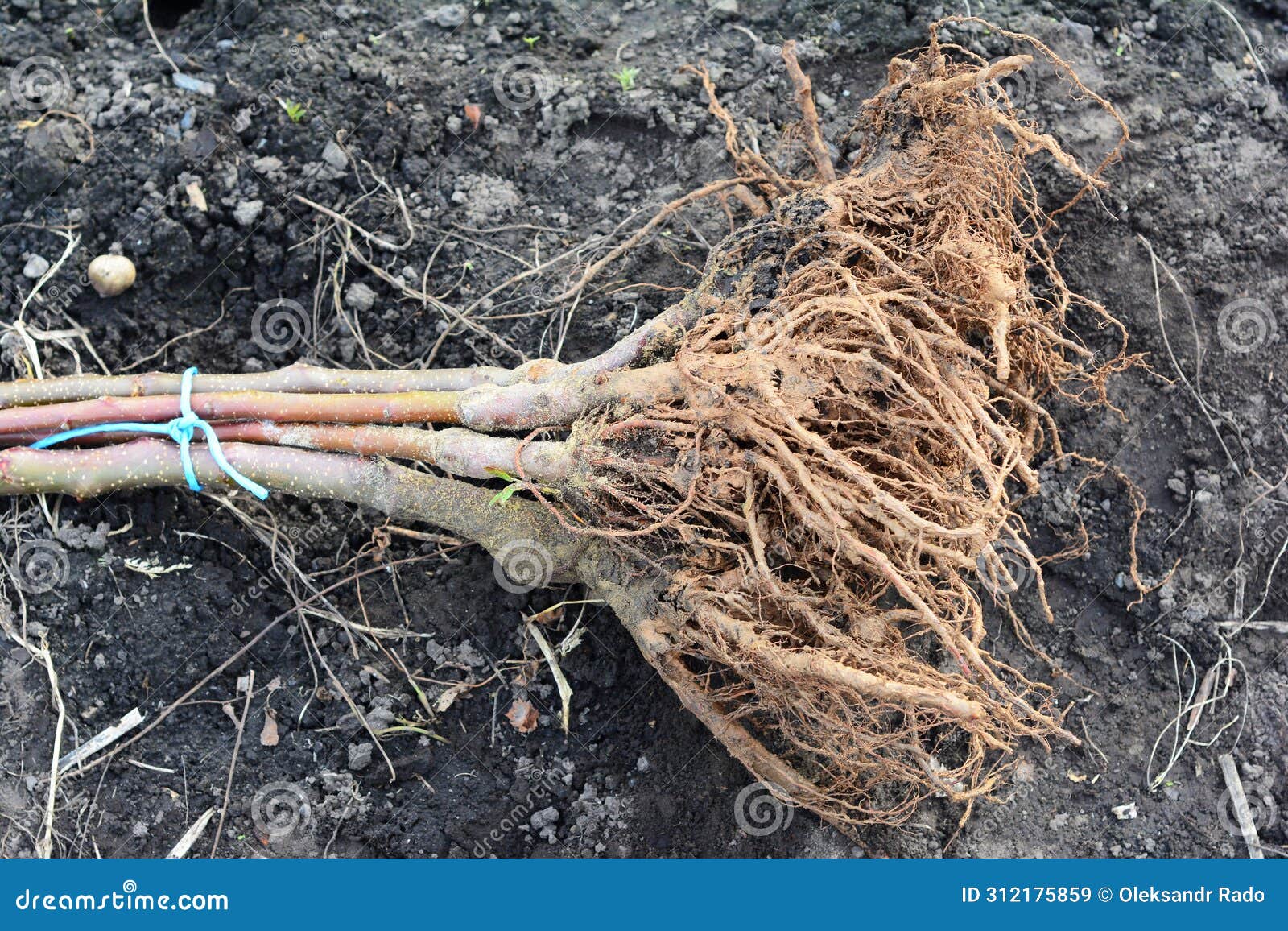 A Close-up of Bare Root Fruit Trees Ready for Planting in Early Spring ...
