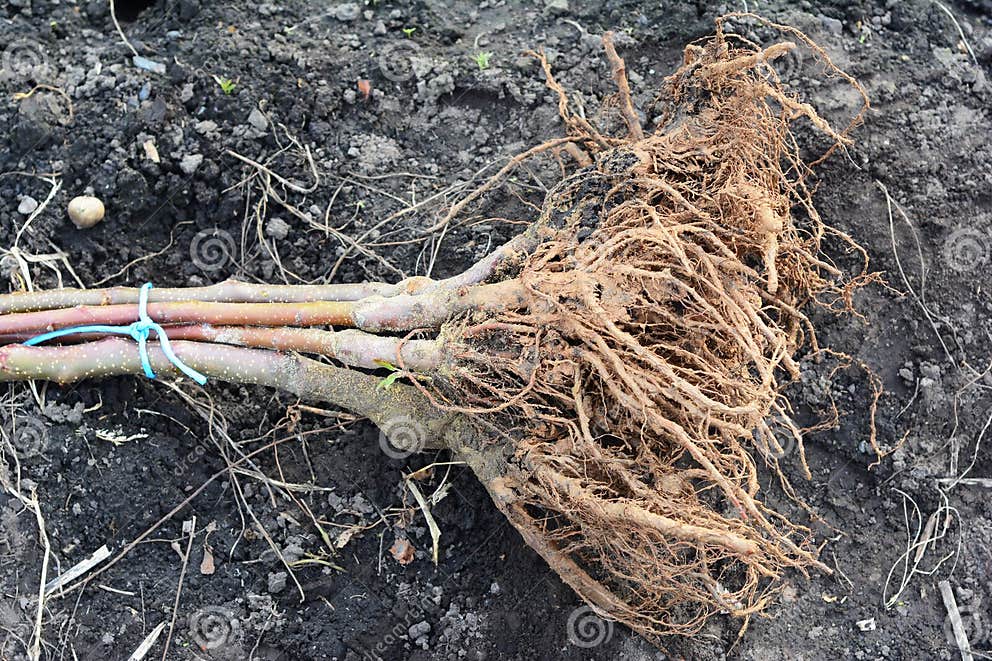 A Close-up of Bare Root Fruit Trees Ready for Planting in Early Spring ...