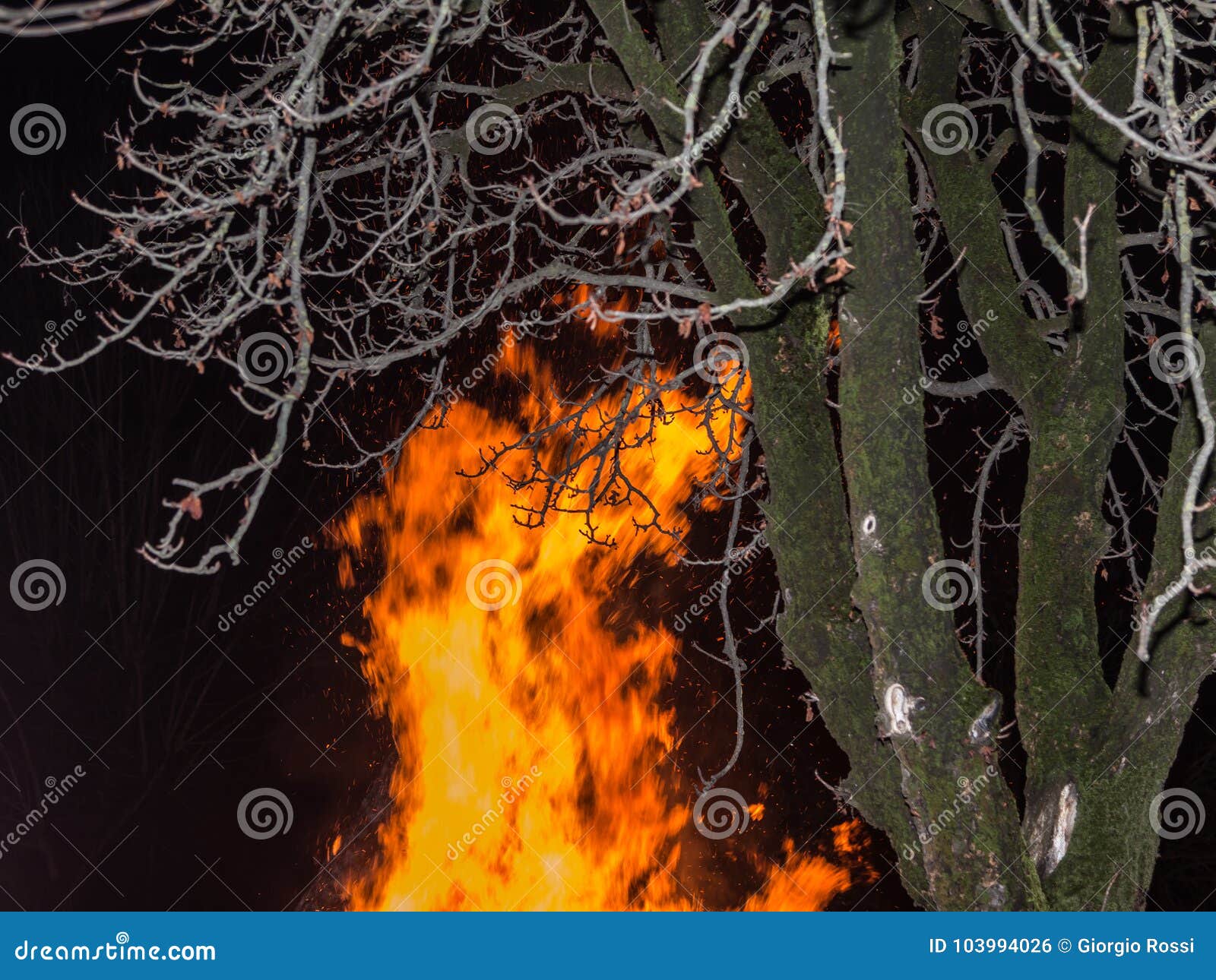 Close-up of Bare Tree and Campfire with High Flames Stock Photo - Image ...