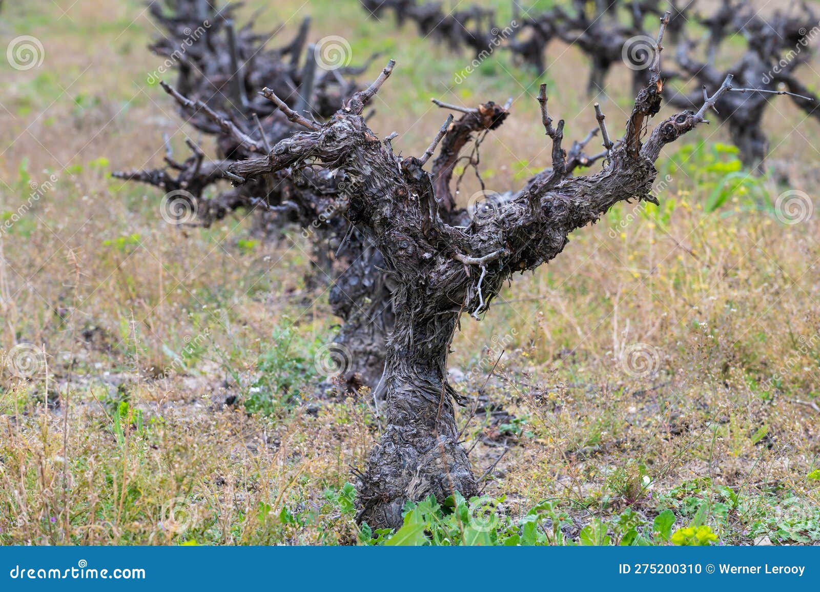 Close Up of a Bare Wine Rank in a Vineyard, Cyprus Stock Photo - Image ...