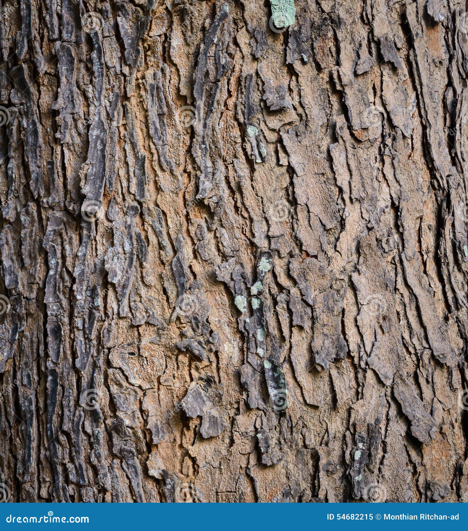 Close up bark stock image. Image of europaea, outdoor - 54682215