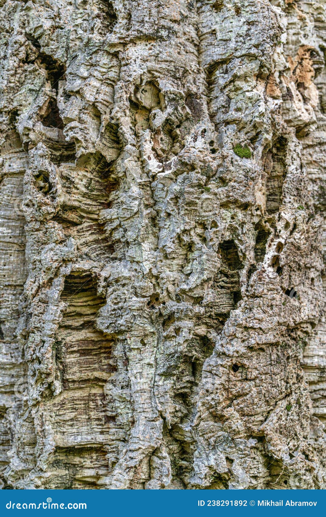 Close Up of the Bark of a Balsa Tree. Old Tree, Many Years Old. Texture ...
